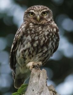 Onze kleine uilen soorten | Uilenkwekerij Wings