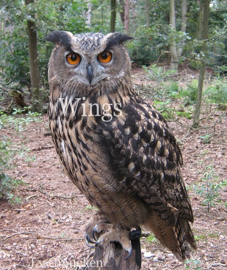 Onze grote Uilen soorten | Uilenkwekerij Wings