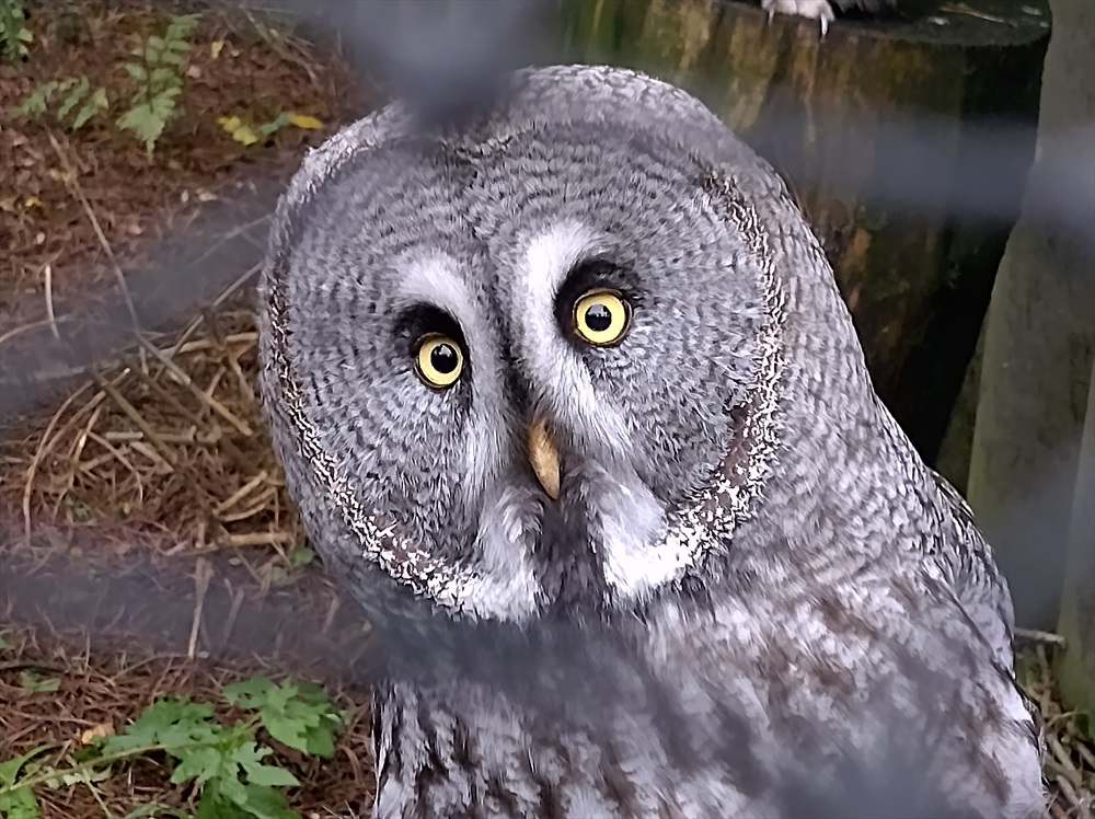 Onze grote Uilen soorten | Uilenkwekerij Wings