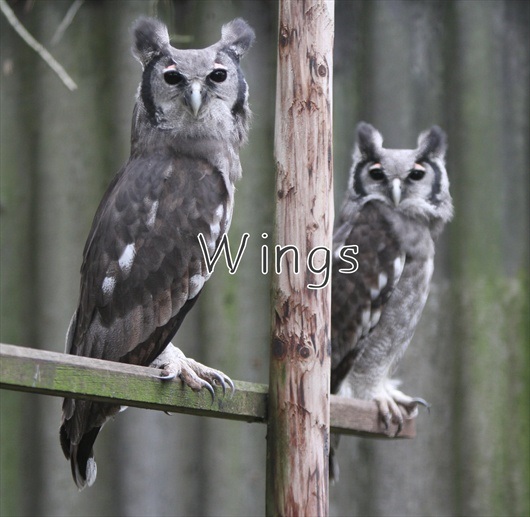 Onze grote Uilen soorten | Uilenkwekerij Wings