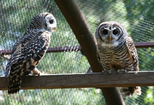 Onze middelgrote uilen soorten | Uilenkwekerij Wings