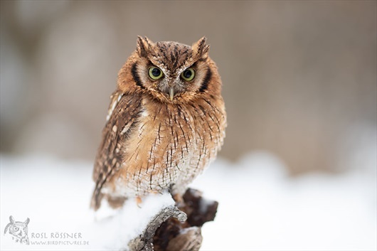 Onze kleine uilen soorten | Uilenkwekerij Wings
