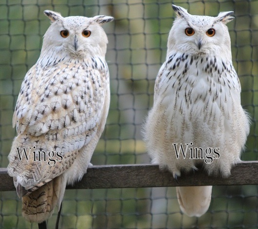 Onze uilen soorten | Uilenkwekerij Wings
